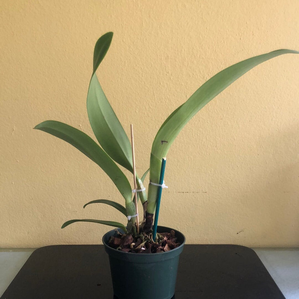 Cattleya Alliance - Rlc. Chia Lin 'Sun Light' – La Foresta Orchids