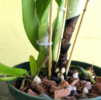 Cattleya Alliance: Rlc. Chia Lin 'Sun Light' – La Foresta Orchids