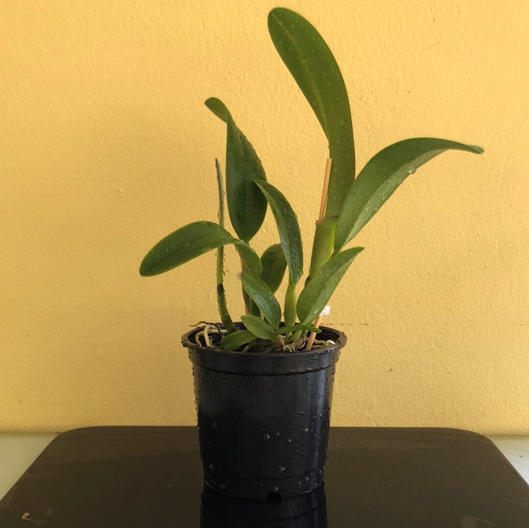 Cattleya Alliance - Rlc. Fire Jewel 'Volcano Queen' – La Foresta Orchids