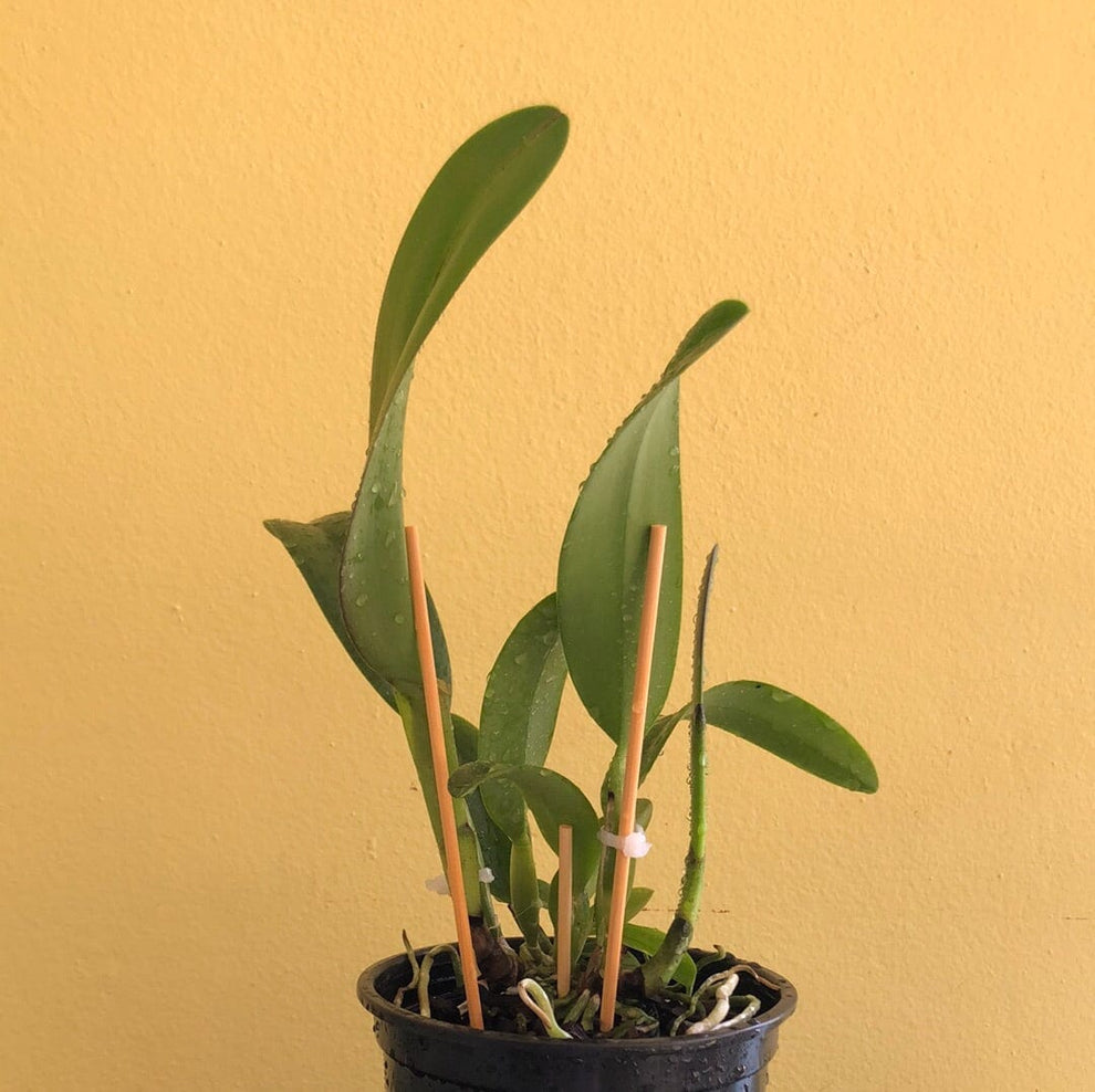 Cattleya Alliance - Rlc. Fire Jewel 'Volcano Queen' – La Foresta Orchids