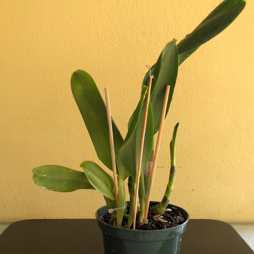 Cattleya Alliance - Rlc. Golf Gold 'Golden Emperor' – La Foresta Orchids
