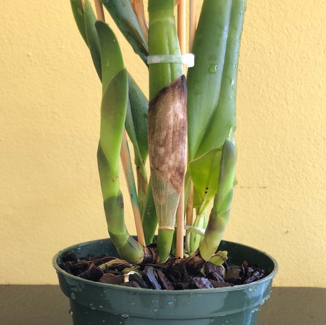 Cattleya Alliance - Rlc. Golf Gold 'Golden Emperor' – La Foresta Orchids