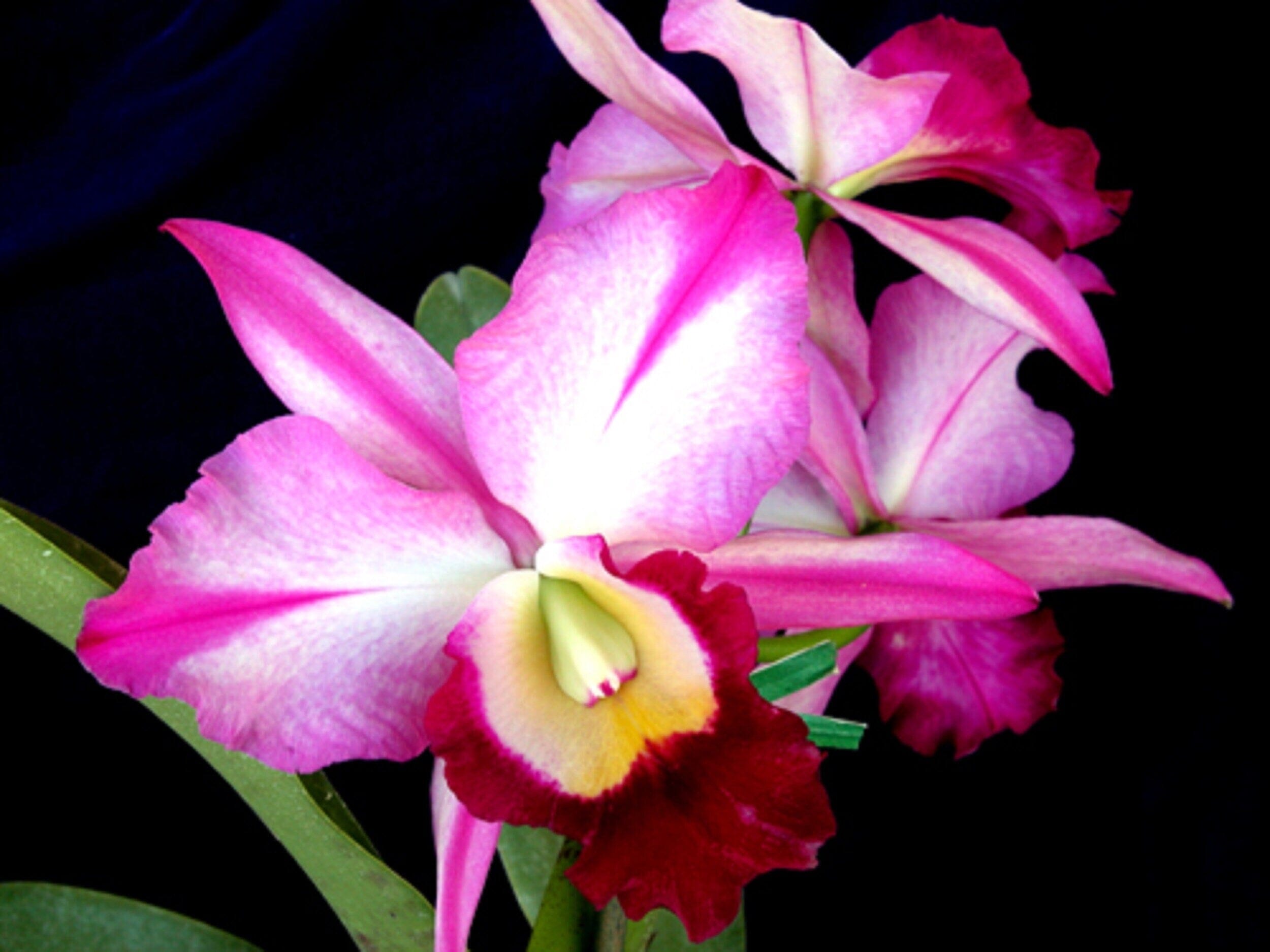 Cattleya Alliance - Rlc. Kuwale Flare x C. walkeriana – La Foresta Orchids