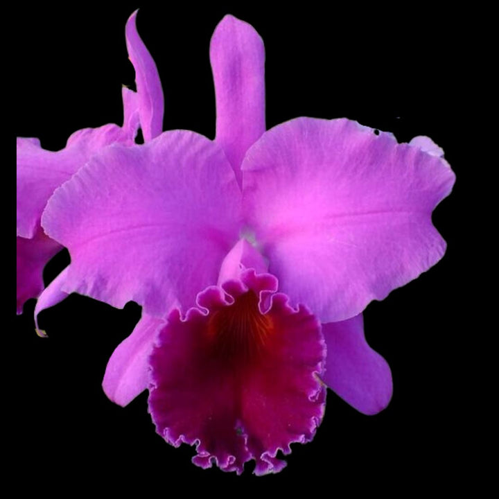 Cattleya Alliance - Classics Cattleyas – La Foresta Orchids