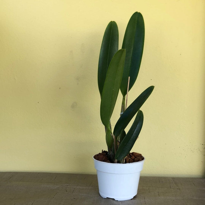 Cattleya Alliance - Rlc. Mitsuo Akatsuka 'Volcano Queen' – La Foresta ...