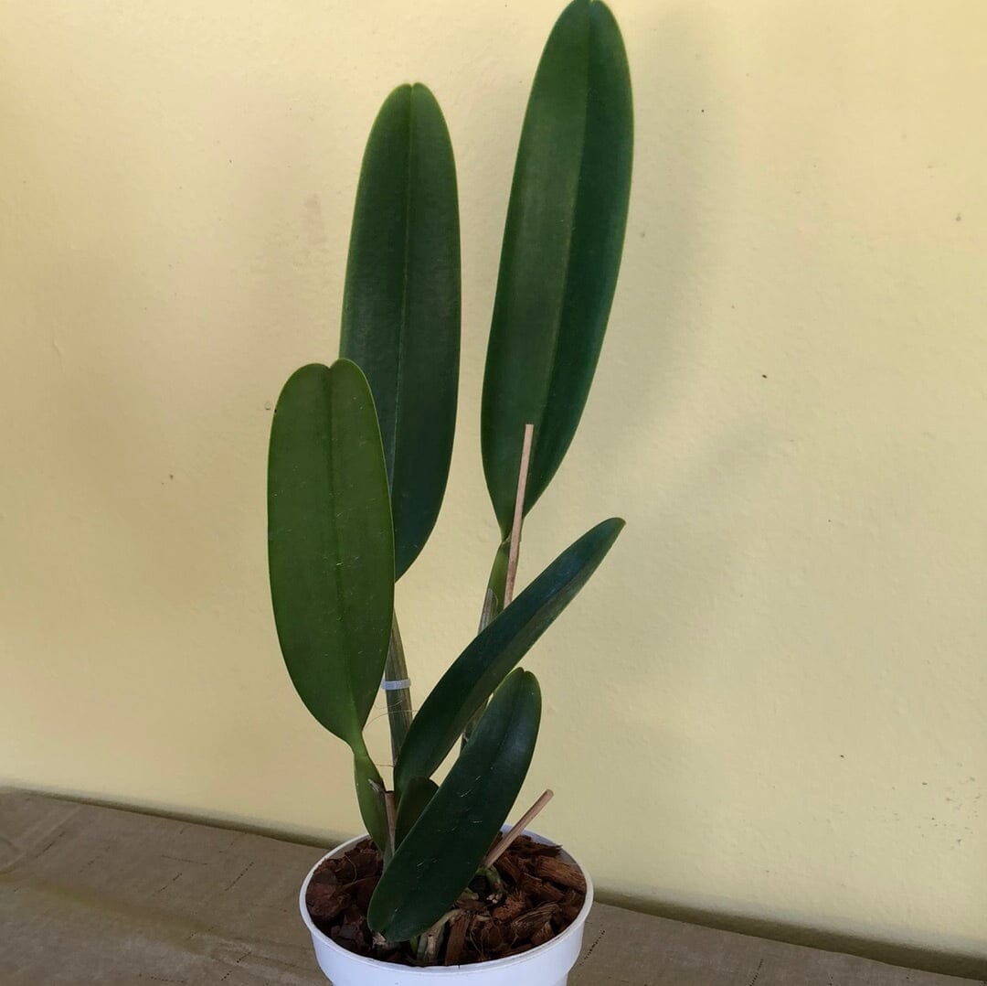 Cattleya Alliance - Rlc. Mitsuo Akatsuka 'Volcano Queen' – La Foresta ...