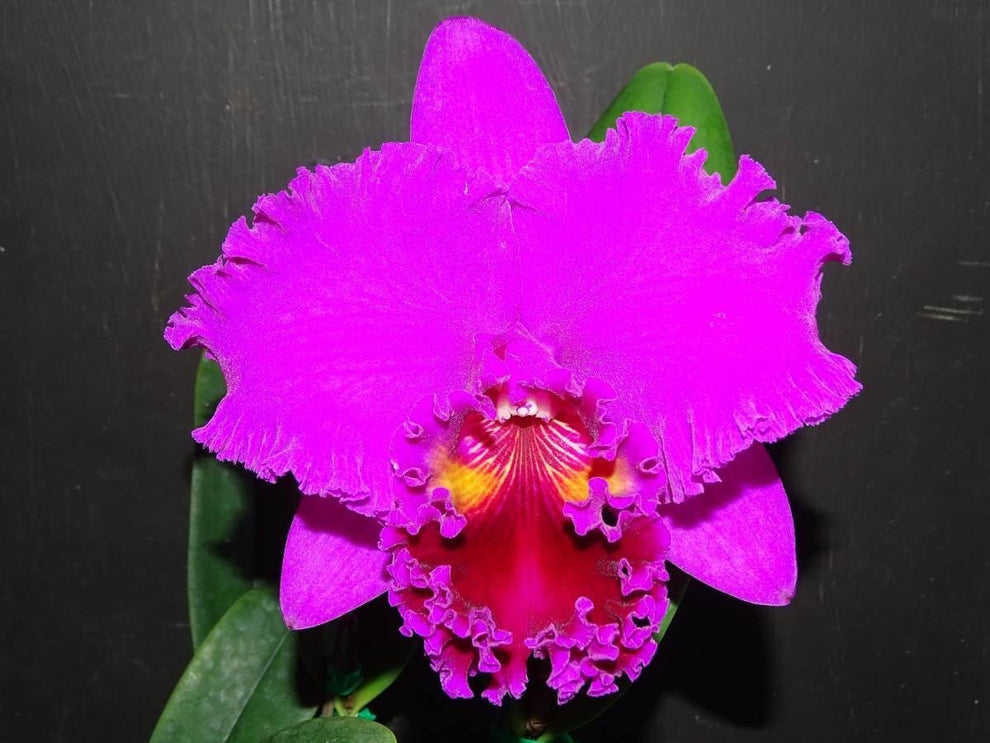 Cattleya Alliance - Rlc. Mitsuo Akatsuka 'Volcano Queen' – La Foresta ...