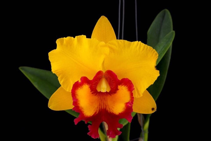 Cattleya Alliance - Classics Cattleyas – Page 2 – La Foresta Orchids