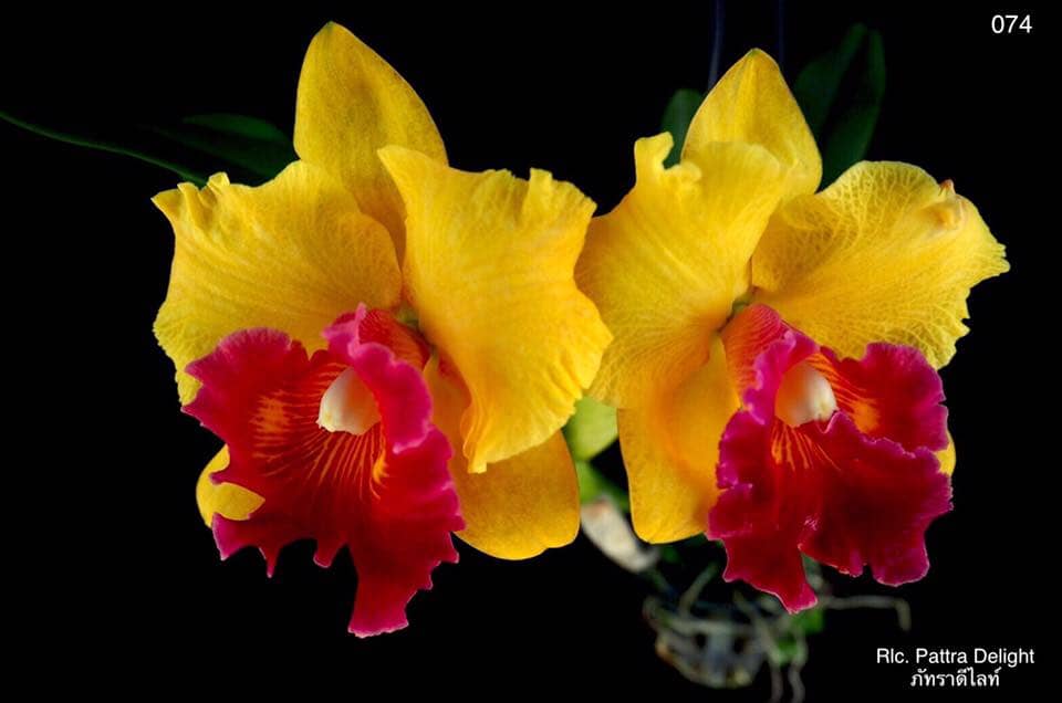 Cattleya Alliance - Rlc. Patra Delight x Rlc. Chomthong Fancy – La Foresta Orchids