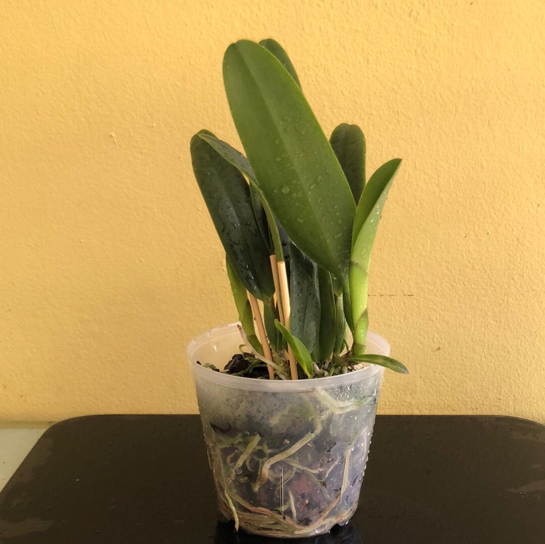Cattleya Alliance - Rlc. Sharon King 'Volcano Queen' – La Foresta Orchids