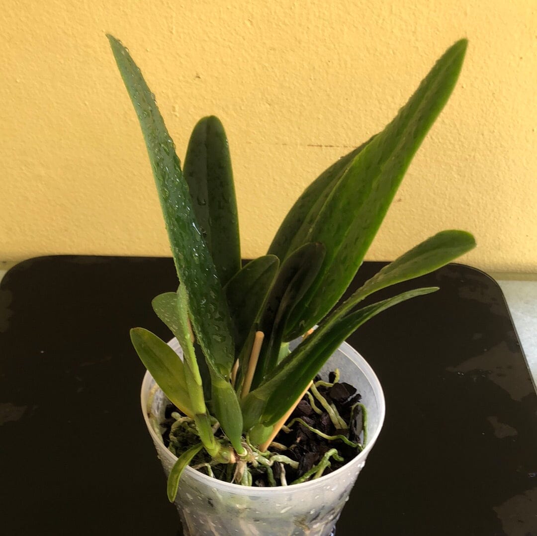 Cattleya Alliance - Rlc. Sharon King 'Volcano Queen' – La Foresta Orchids