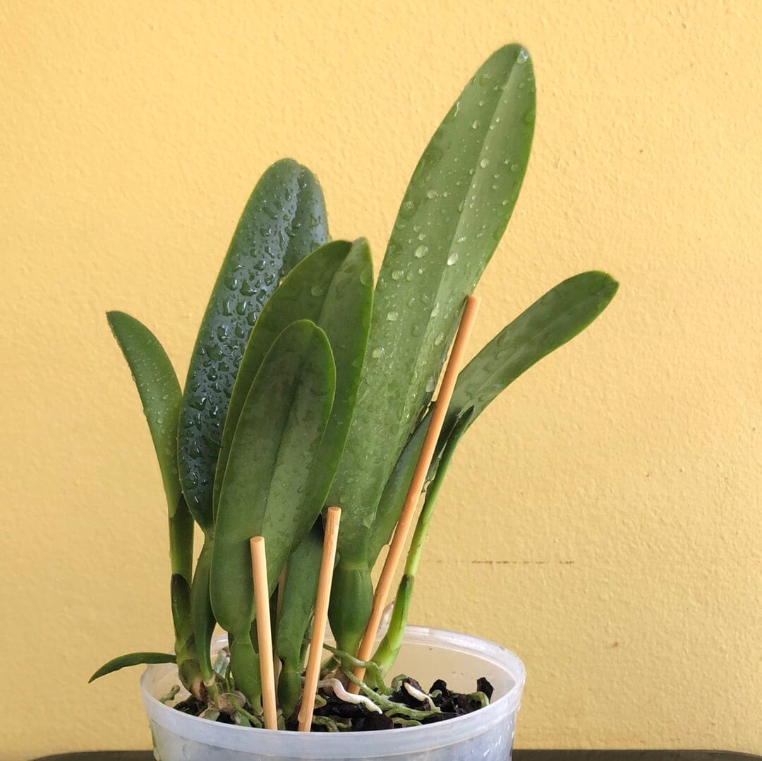 Cattleya Alliance - Rlc. Sharon King 'Volcano Queen' – La Foresta Orchids
