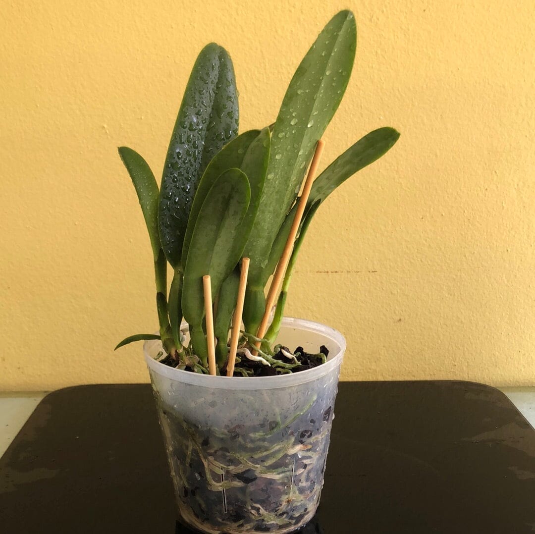 Cattleya Alliance - Rlc. Sharon King 'Volcano Queen' – La Foresta Orchids
