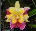 Cattleya Alliance - Rlc. Stitch Labs 'Volcano Fancy' – La Foresta Orchids