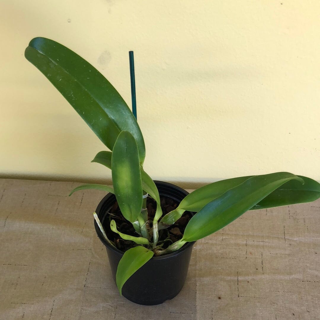 Cattleya Alliance - Rlc. Volcano Classic 'Volcano Queen' – La Foresta ...