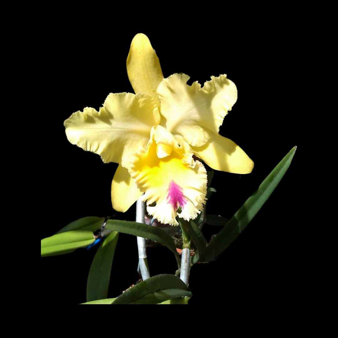 Cattleya Alliance - Rlc. Volcano Classic 'Volcano Queen' – La Foresta ...