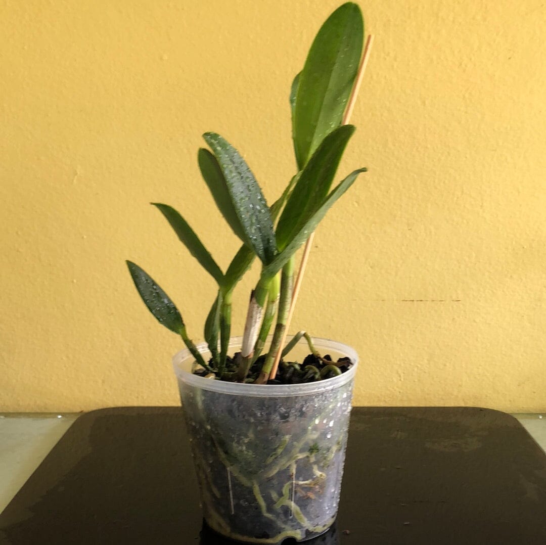 Cattleya Alliance - Rlc. Waianae Leopard 'Ching Hua' HCC/AOS – La Foresta Orchids