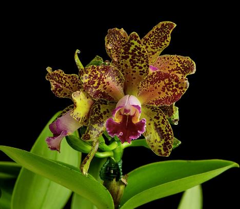 Cattleya Alliance - Rlc. Waianae Leopard 'Ching Hua' HCC/AOS – La ...