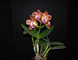 Cattleya Alliance - Rlc. Waianae Leopard 'Ching Hua' HCC/AOS – La ...