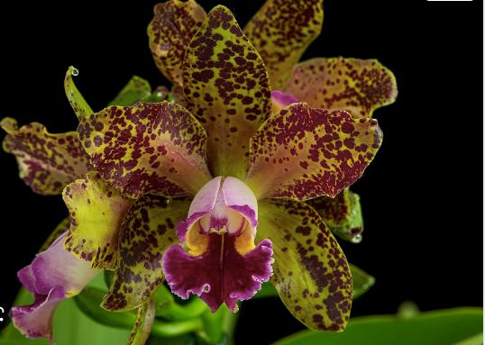 Cattleya Alliance - Rlc. Waianae Leopard 'Ching Hua' HCC/AOS – La Foresta Orchids