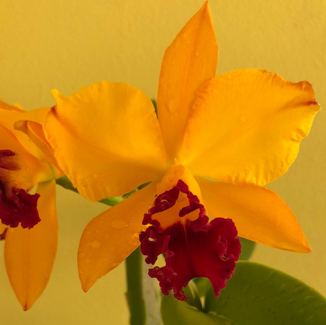 Cattleya Alliance - Rth. Hsinying Fancy Gold 'October Fireworks' – La ...