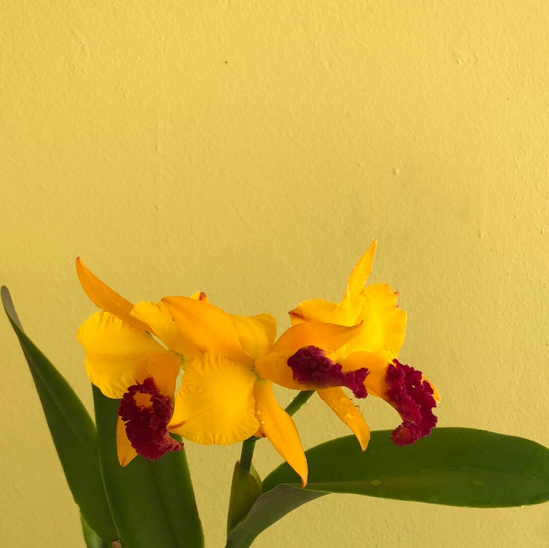 Cattleya Alliance - Rth. Hsinying Fancy Gold 'October Fireworks' – La ...
