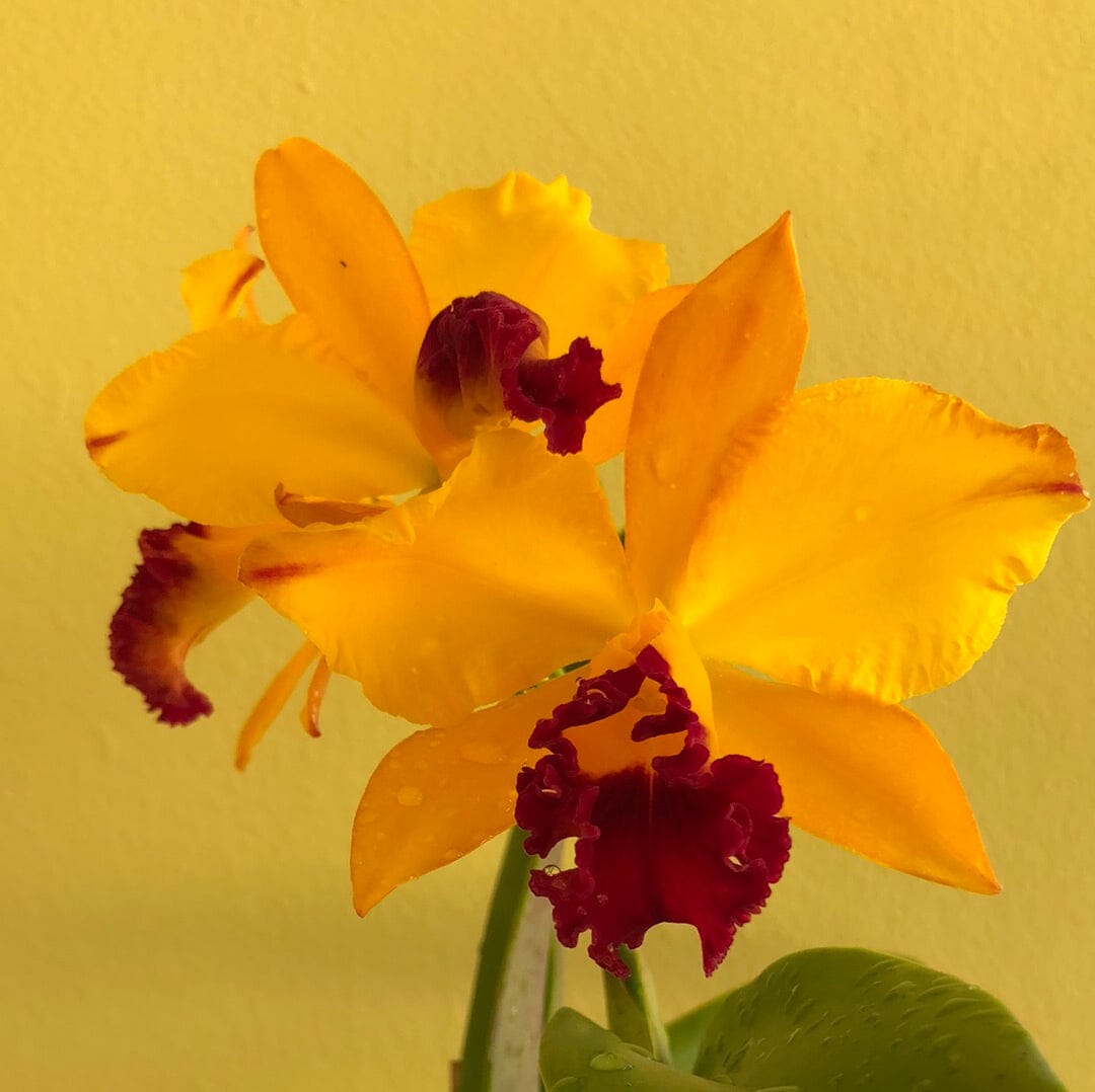 Cattleya Alliance - Rth. Hsinying Fancy Gold 'October Fireworks' – La ...