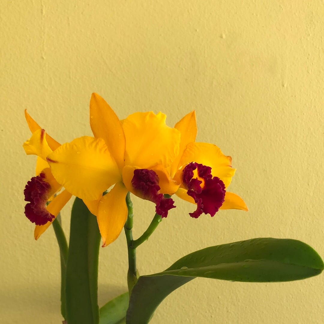 Cattleya Alliance - Rth. Hsinying Fancy Gold 'October Fireworks' – La ...