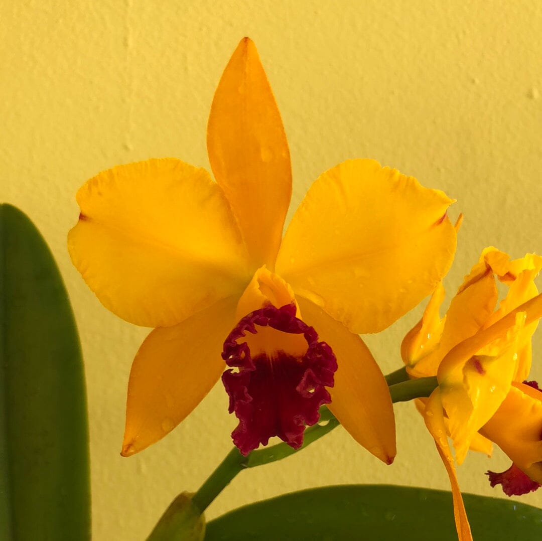Cattleya Alliance - Rth. Hsinying Fancy Gold 'October Fireworks' – La ...