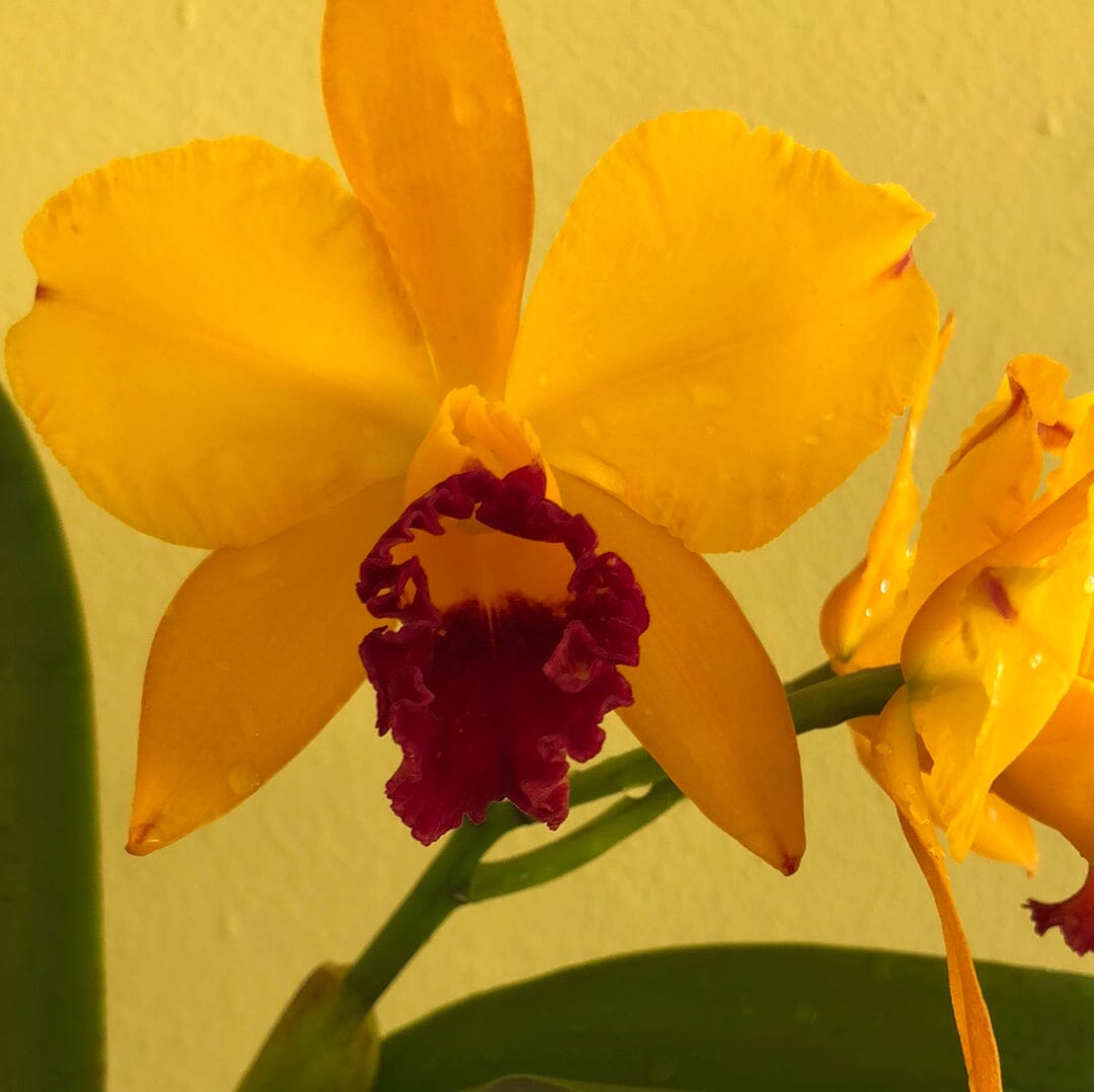 Cattleya Alliance - Rth. Hsinying Fancy Gold 'October Fireworks' – La ...