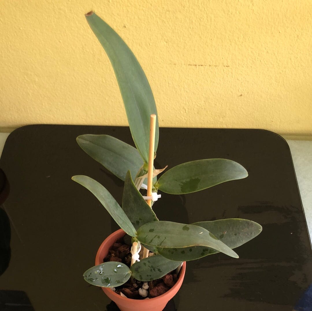 Cattleya amethystoglossa var. lilacinea – La Foresta Orchids