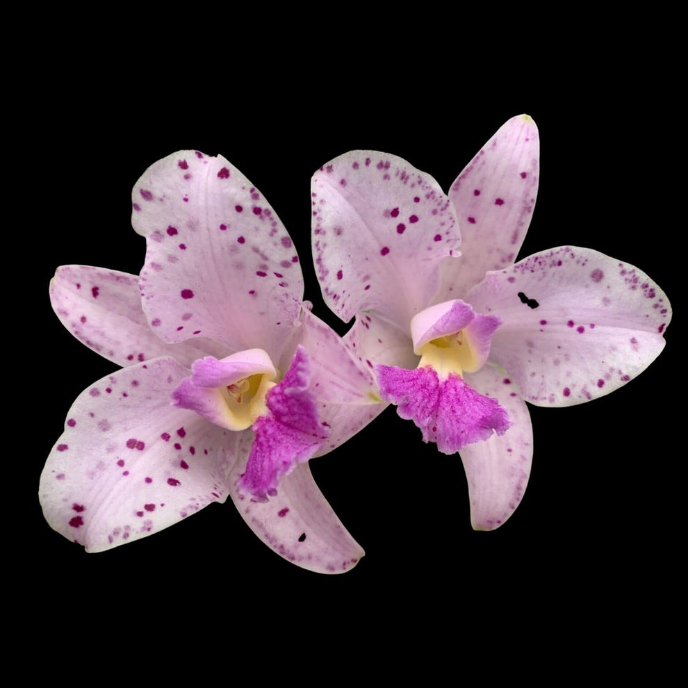 Cattleya amethystoglossa var. lilacinea – La Foresta Orchids