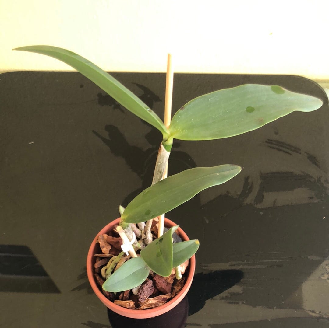 Cattleya amethystoglossa var. lilacinea – La Foresta Orchids