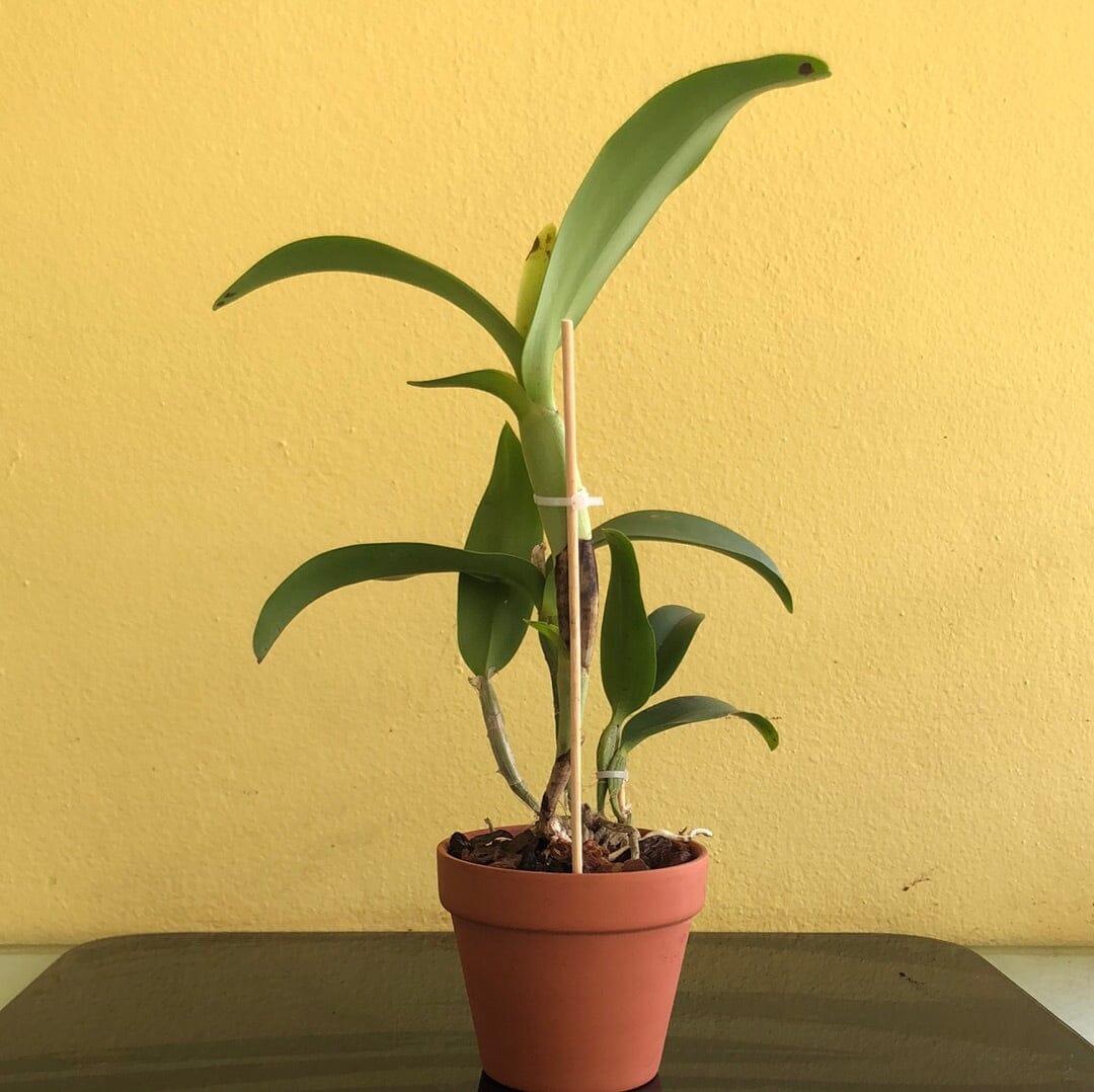 Cattleya aurantiaca var. ‘Spots’ – La Foresta Orchids