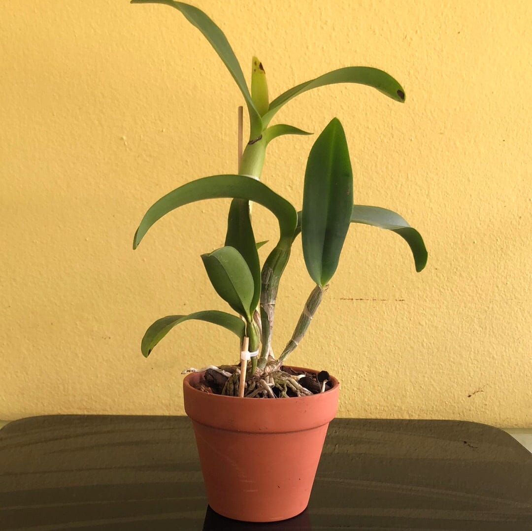 Cattleya aurantiaca var. ‘Spots’ – La Foresta Orchids