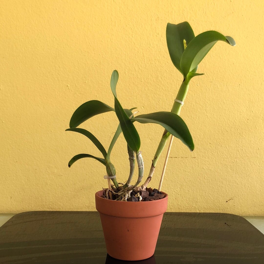 Cattleya aurantiaca var. ‘Spots’ – La Foresta Orchids