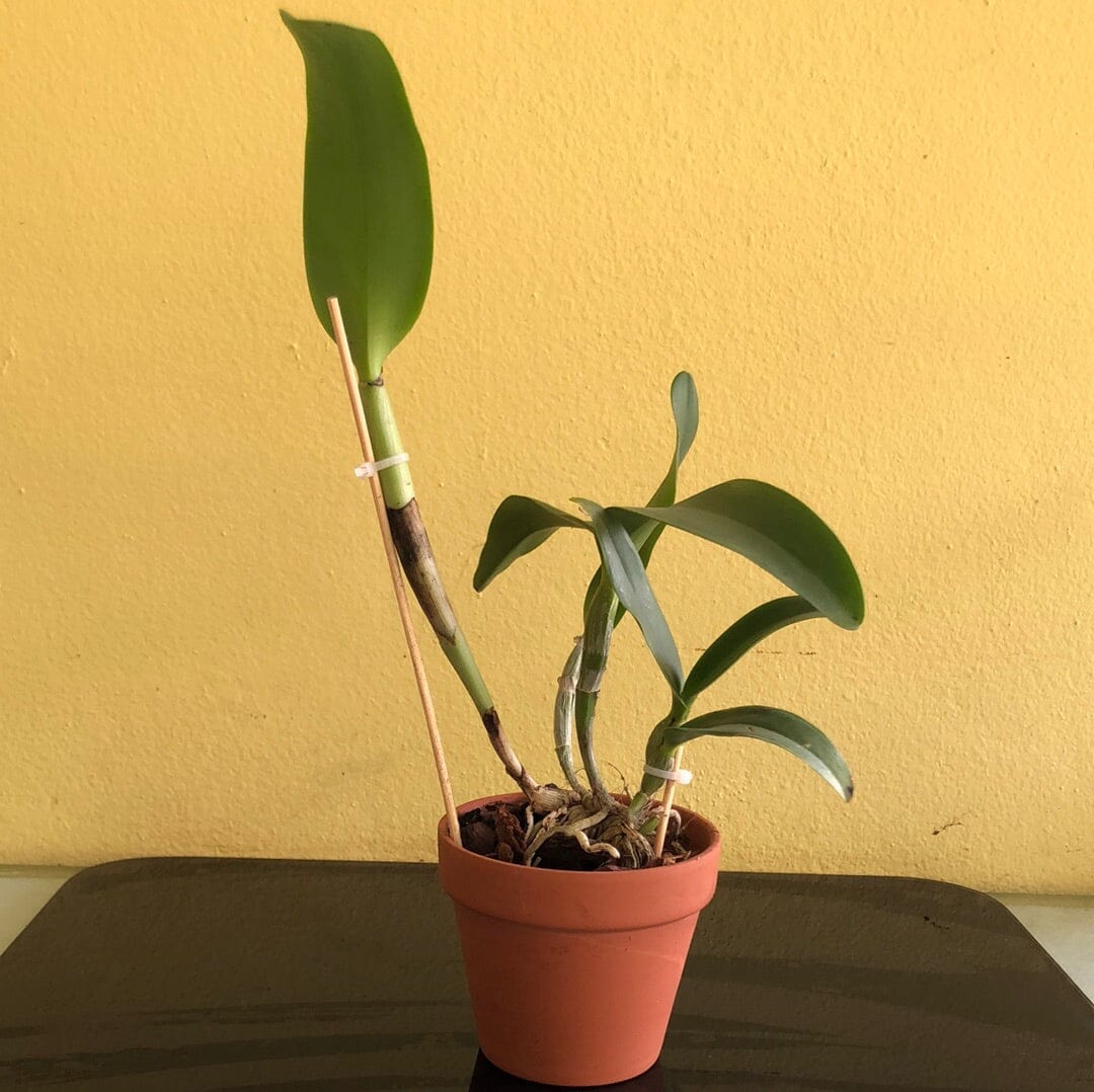 Cattleya aurantiaca var. ‘Spots’ – La Foresta Orchids