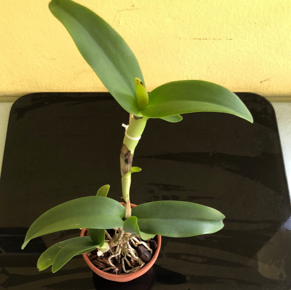 Cattleya aurantiaca var. ‘Spots’ – La Foresta Orchids