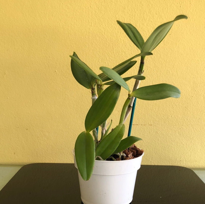 Cattleya bicolor var. coerulea x Cattleya aclandiae var. coerulea – La ...