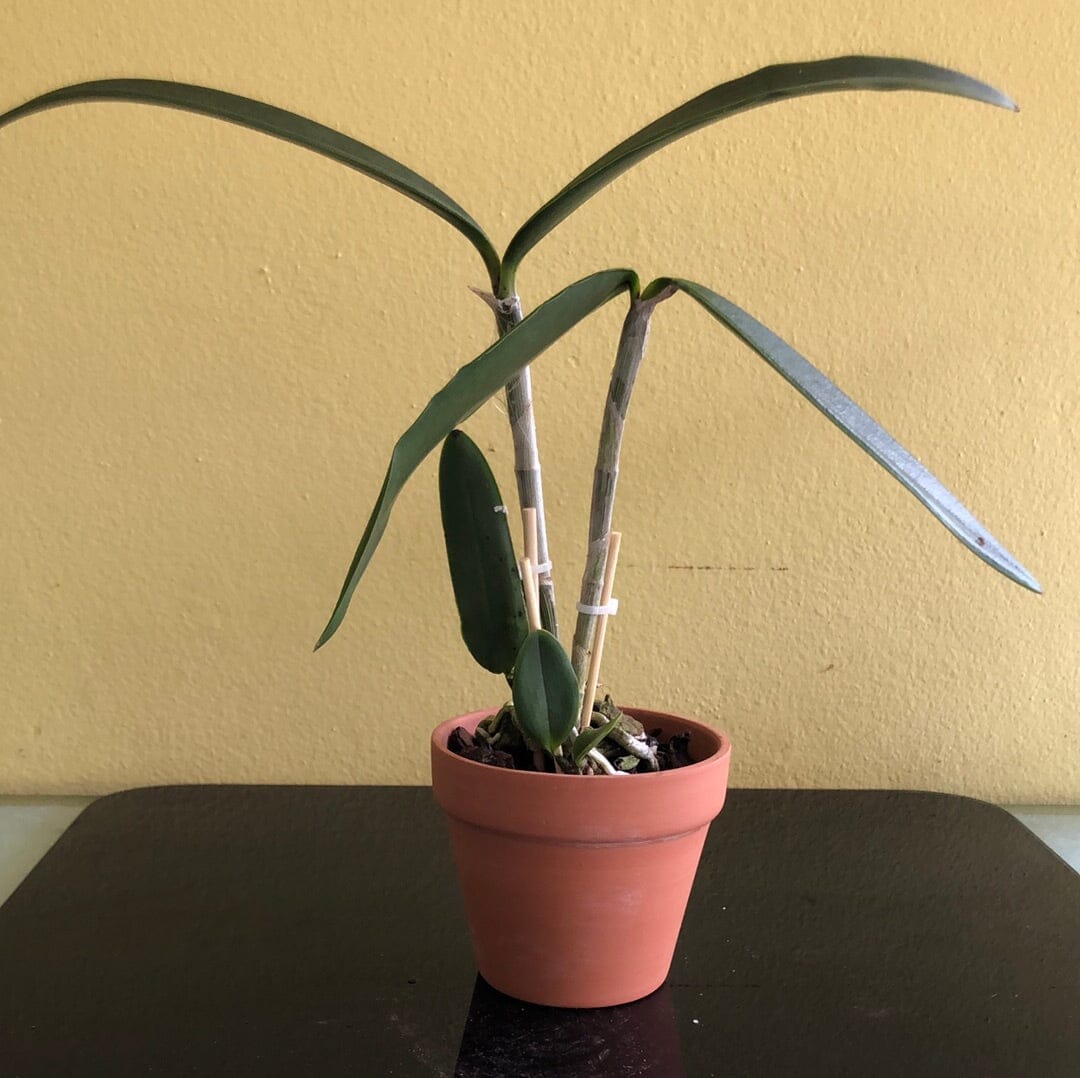 Cattleya bicolor var. semi alba x var. dark tipo ‘Gabriel Amaru’ – La ...