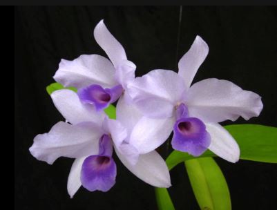 Cattleya bowringiana var. coerulea' 'Blue Angel' HCC/AOS x Cattleya de ...