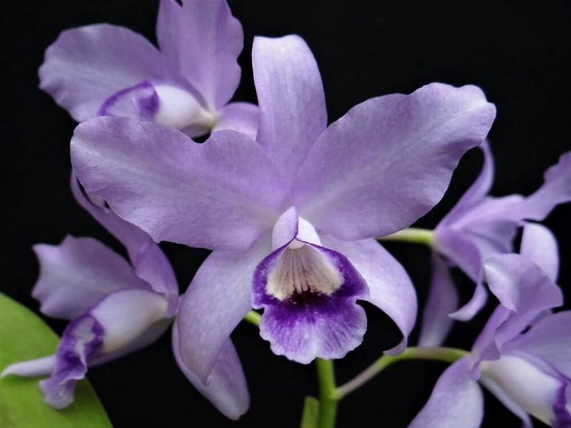Cattleya bowringiana var. coerulea' 'Blue Angel' HCC/AOS x Cattleya de ...