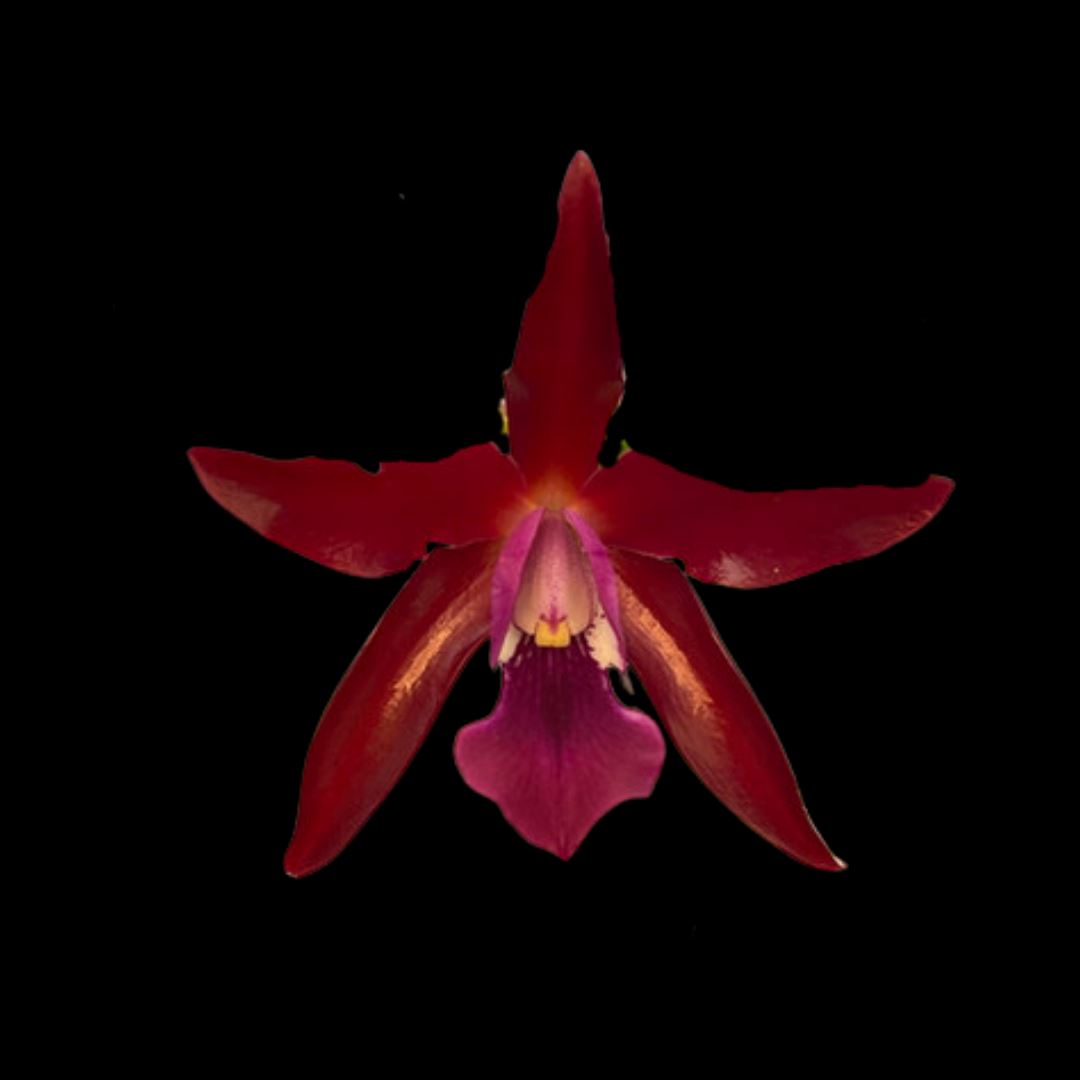 Cattleya Chocolate Drop x Schomburgkia superba – La Foresta Orchids