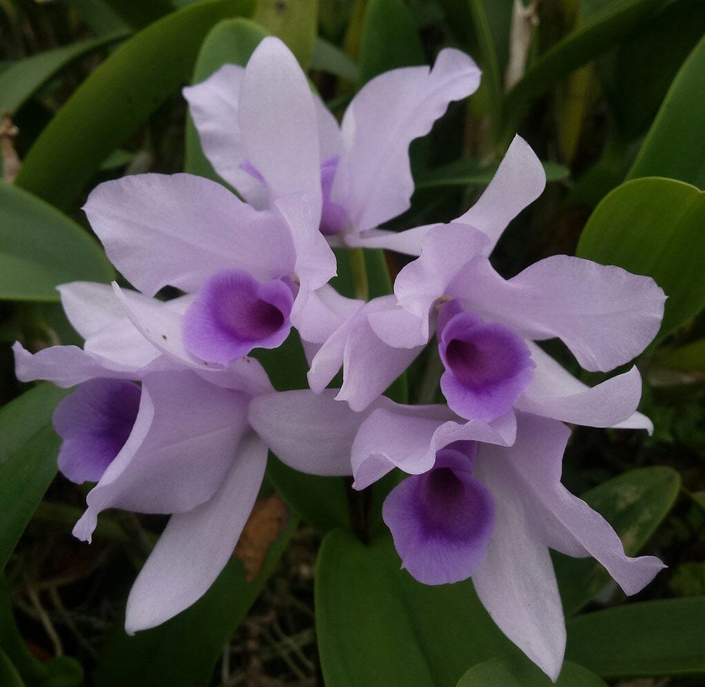 Cattleya deckeri var. coerulea – La Foresta Orchids