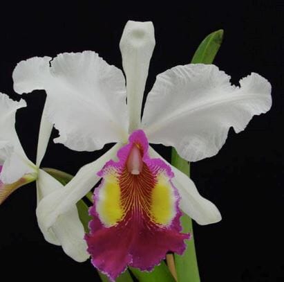 Cattleya Species Orchids - Rare & Hard to Find – Page 2 – La Foresta ...