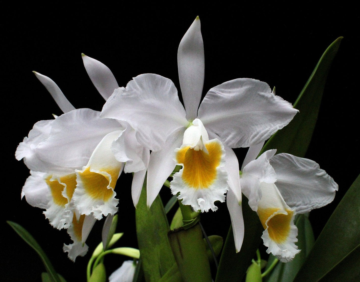 Cattleya eldorado var. alba – La Foresta Orchids