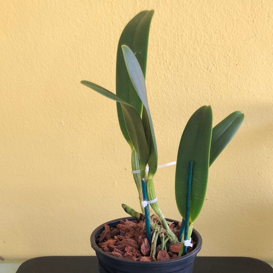 Cattleya eldorado var. semi alba – La Foresta Orchids