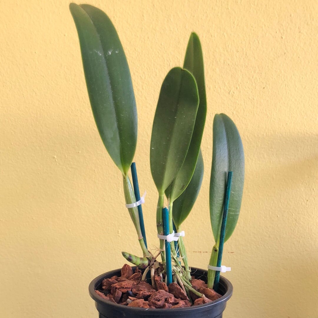 Cattleya eldorado var. semi alba – La Foresta Orchids