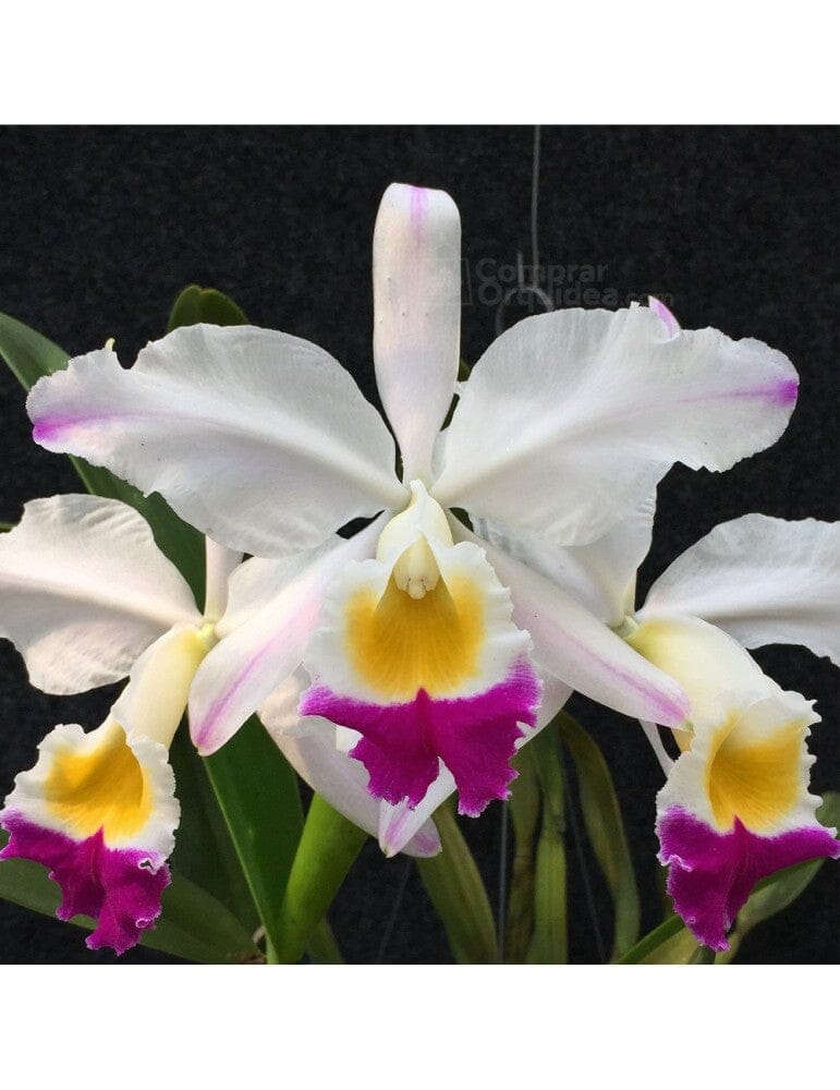 Cattleya eldorado var. semi alba