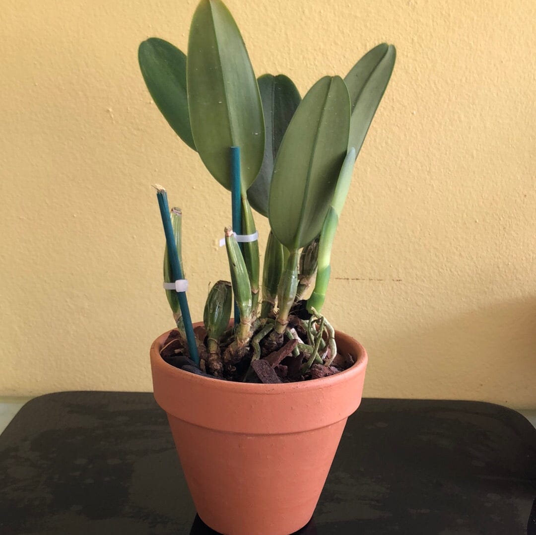 Cattleya gaskelliana var. coerulea – La Foresta Orchids